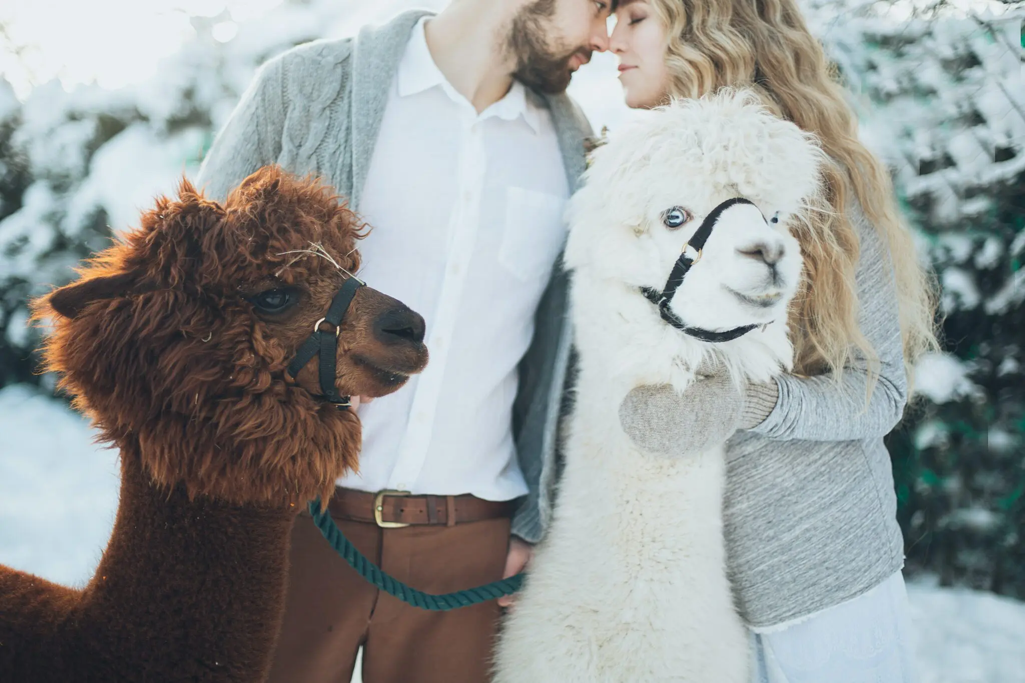 National Llama Day: Celebrating the ‘Camel of the Clouds’