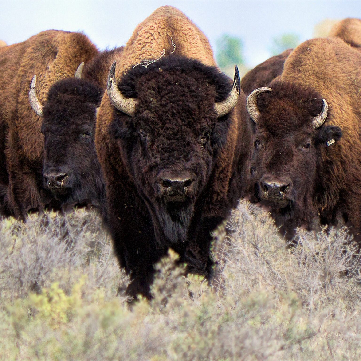 American Prairie Works To Restore Bison And US Grasslands - Garden and ...
