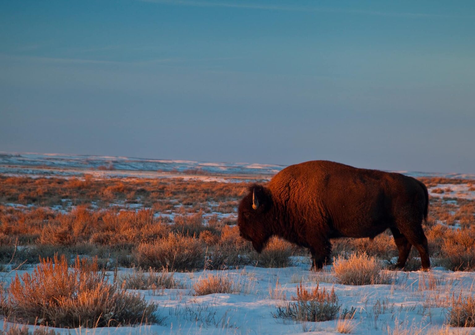 American Prairie Works To Restore Bison And US Grasslands - Garden and ...