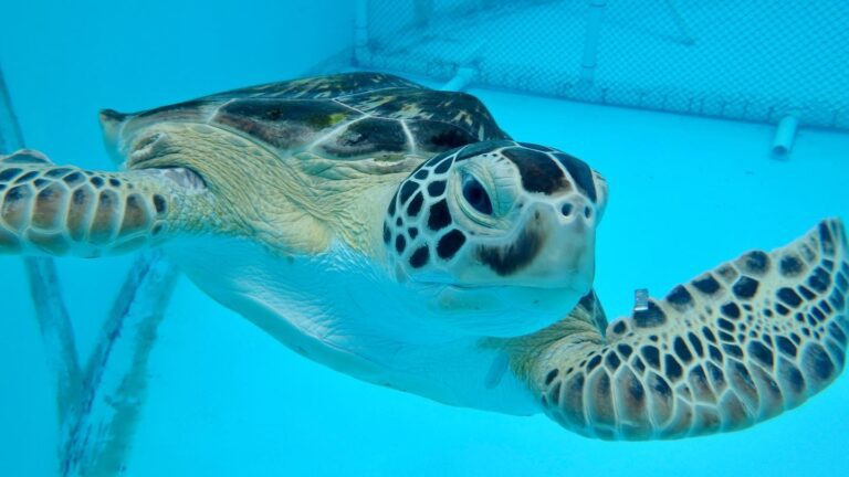 World Sea Turtle Day: Celebrating An Ecosystem Hero