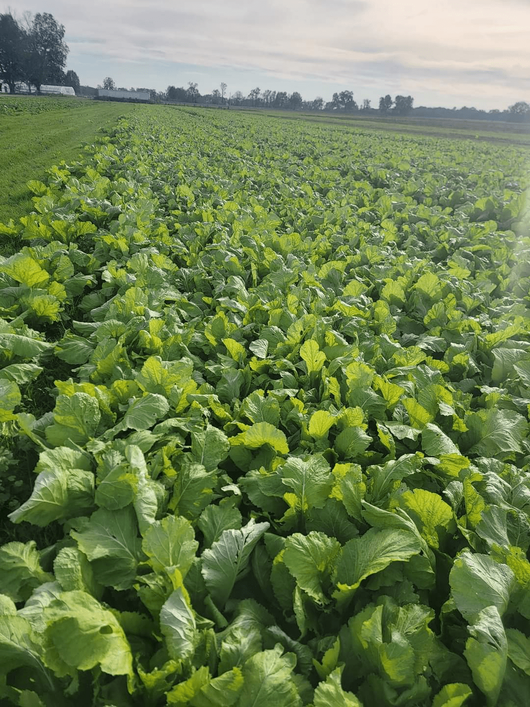 Armstrong Farms Carries Legacy Of Louisiana Family